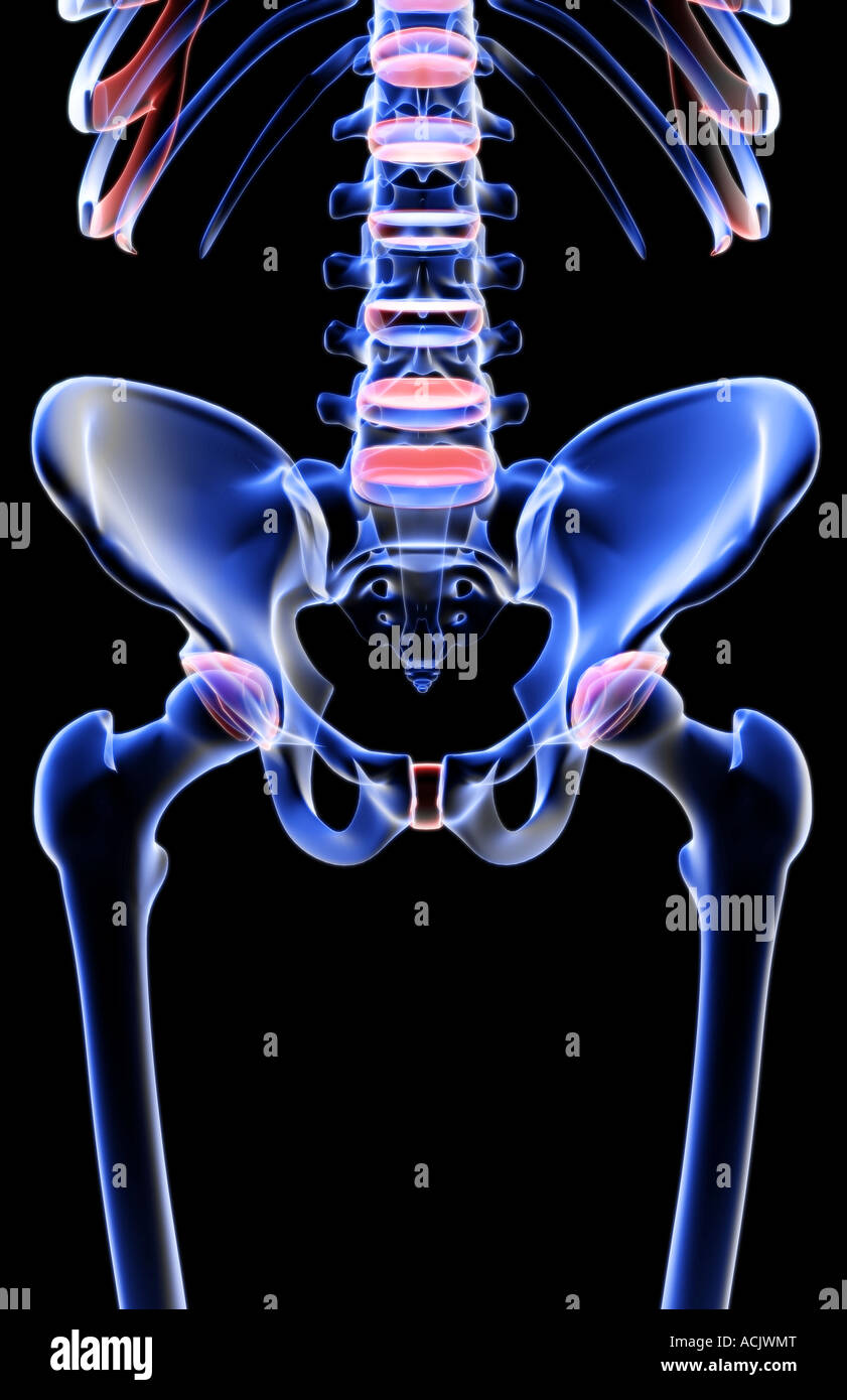 Pubic Bone High Resolution Stock Photography and Images - Alamy