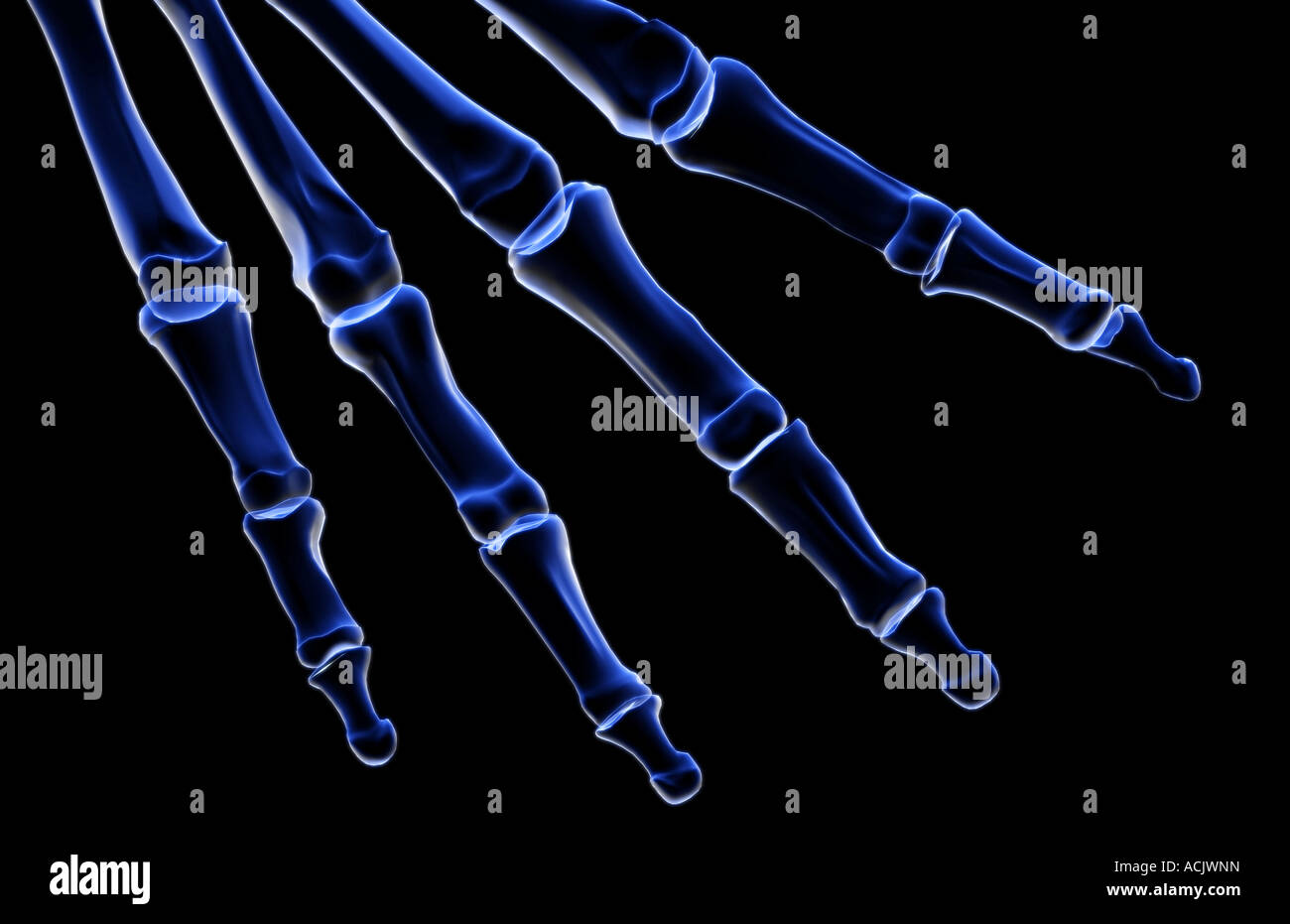 The bones of the fingers Stock Photo - Alamy