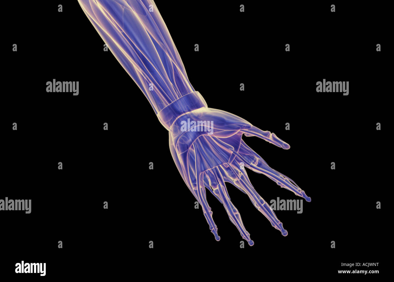 The muscles of the hand Stock Photo - Alamy