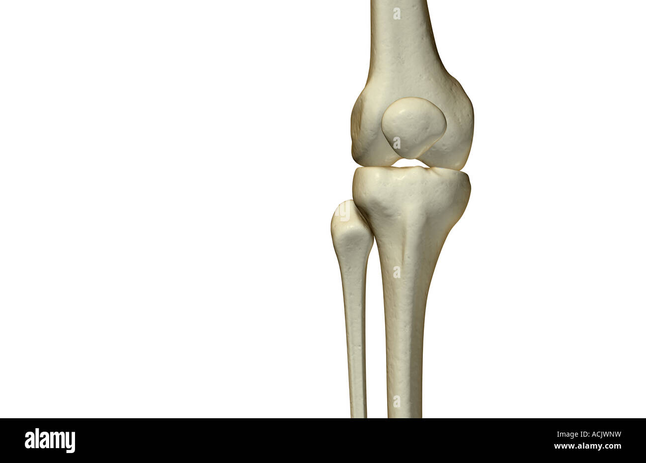 The bones of the knee Stock Photo - Alamy