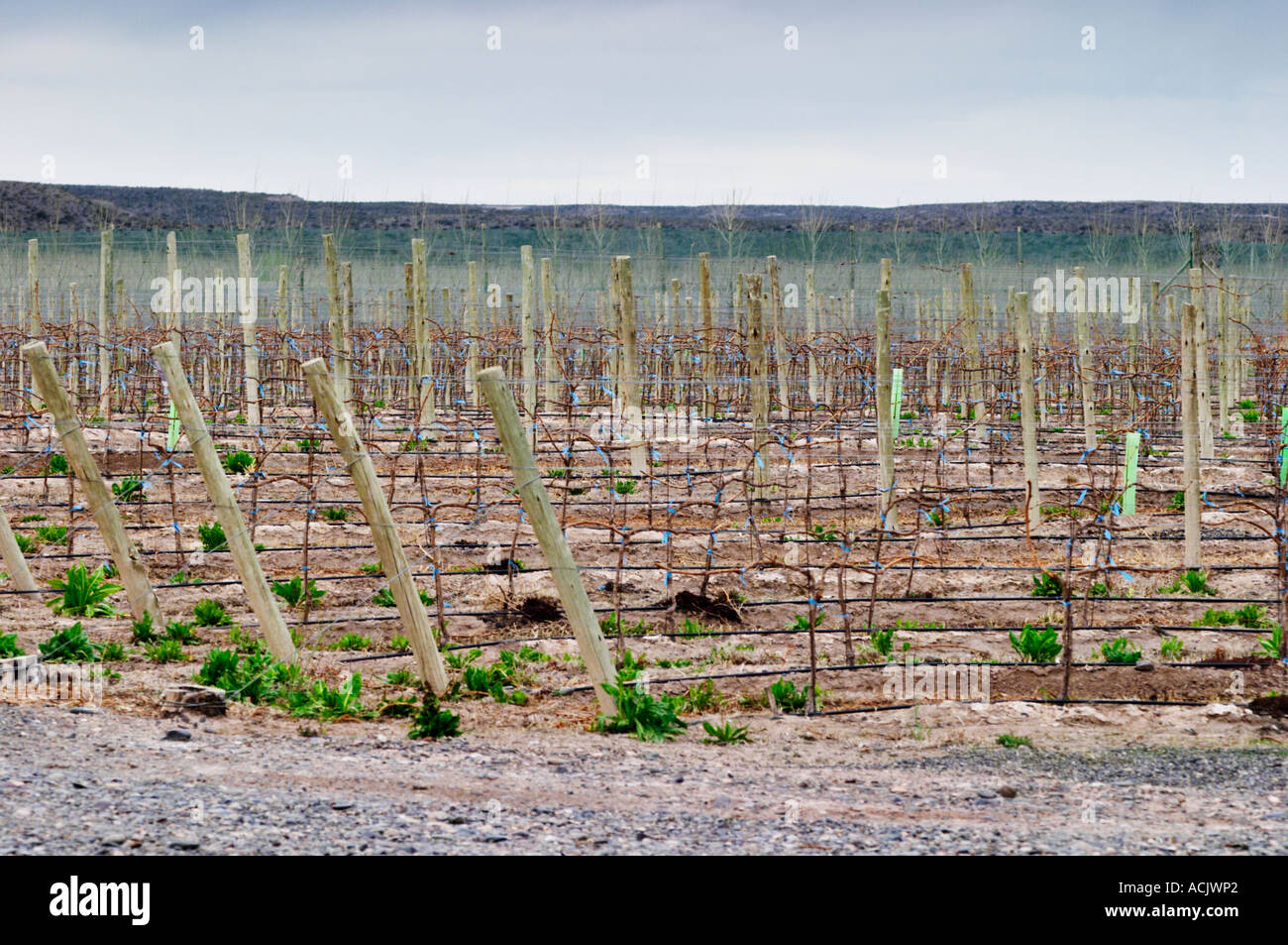 In the vineyard: supporting posts and metal wiring in the vineyard ...