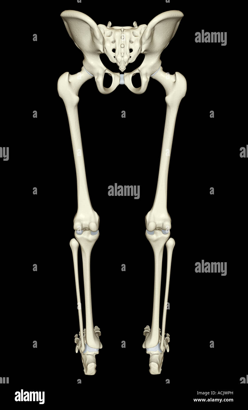 The bones of the lower body Stock Photo - Alamy
