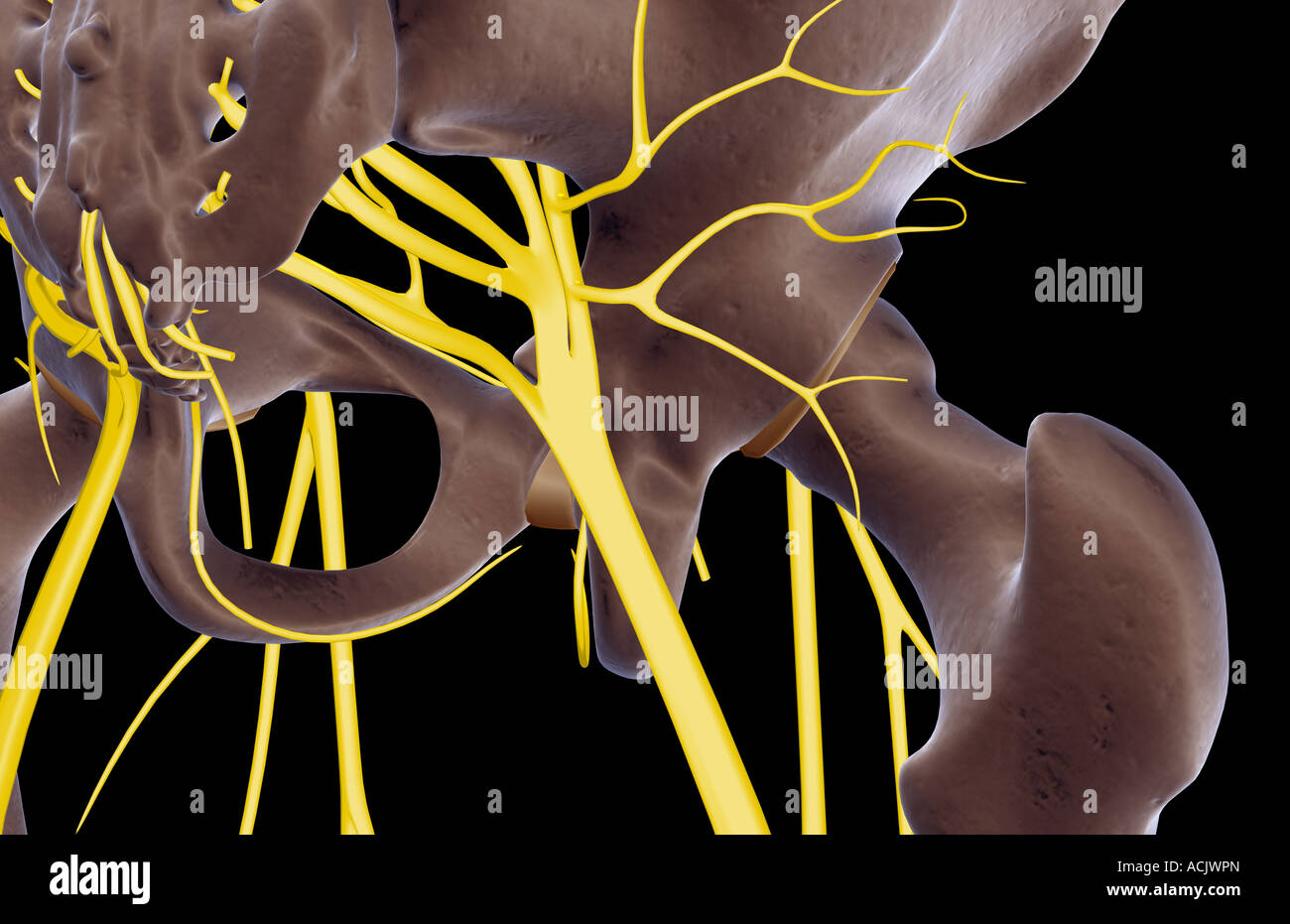 The nerves of the hip Stock Photo - Alamy
