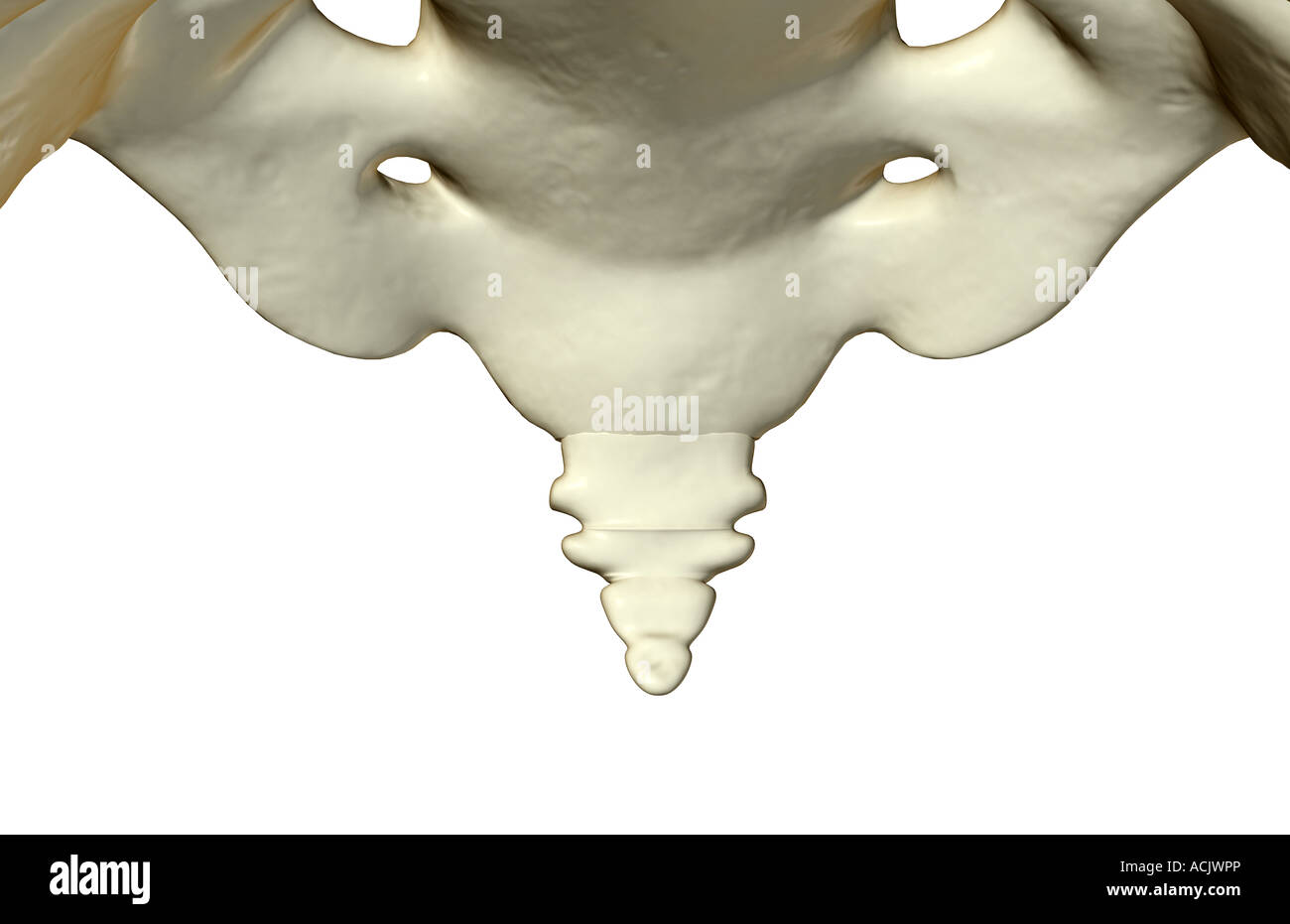 Coccyx Tail High Resolution Stock Photography and Images - Alamy