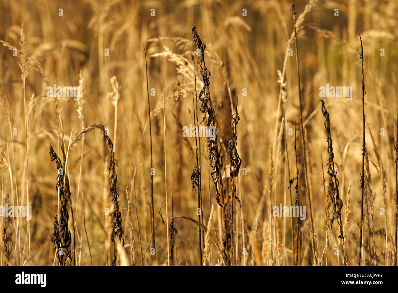 Wilted meadow in winter Stock Photo - Alamy