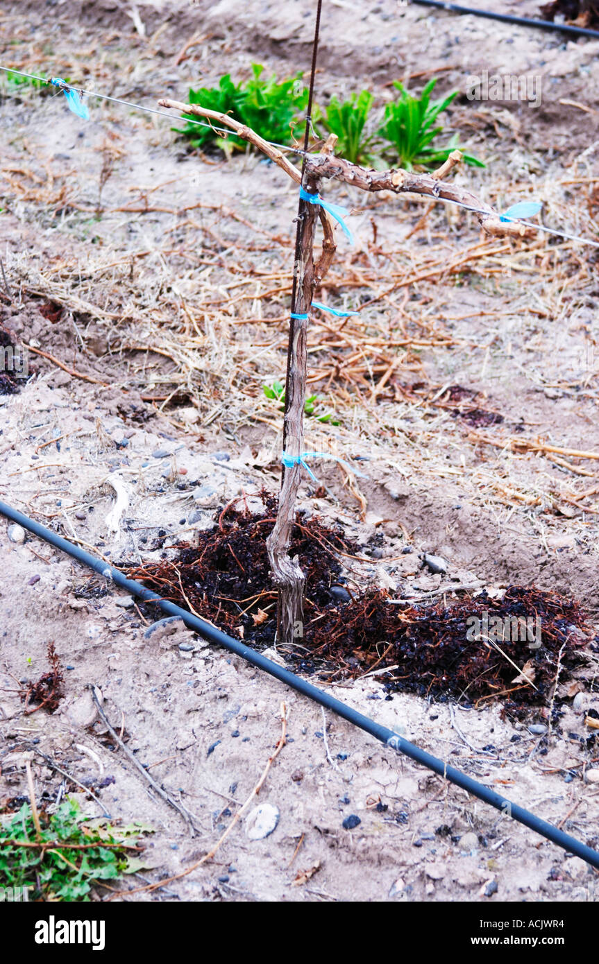 View over the vineyard, sandy soil and young vines, drip irrigation., a young vine in cordon or ...