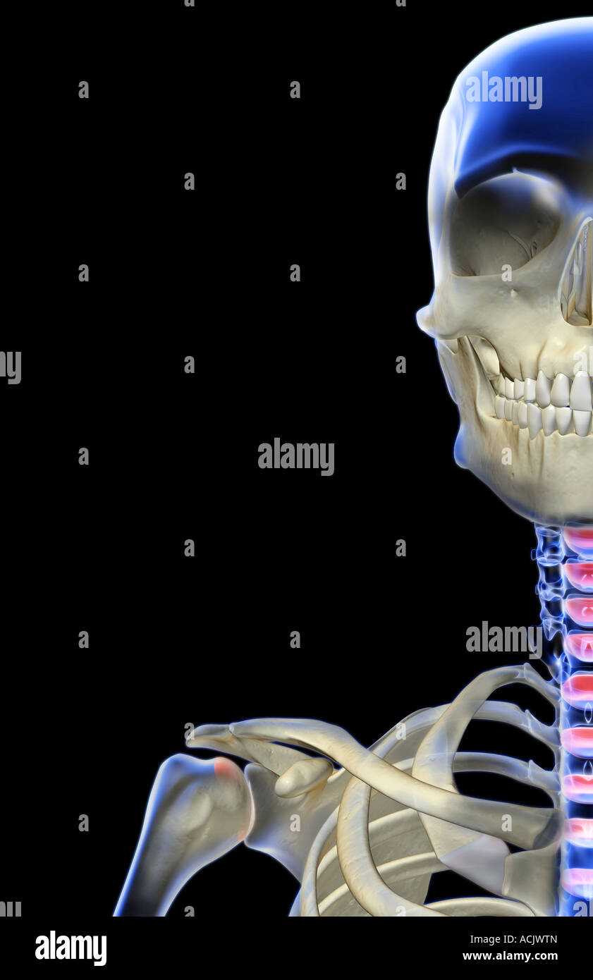The bones of the face neck and shoulder Stock Photo - Alamy