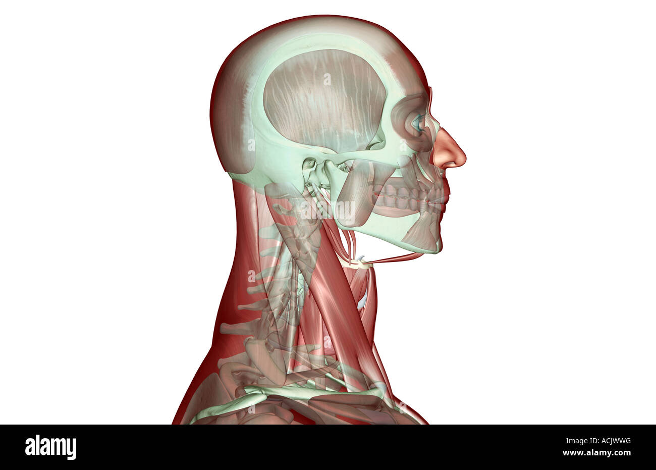 Middle Scalene Model