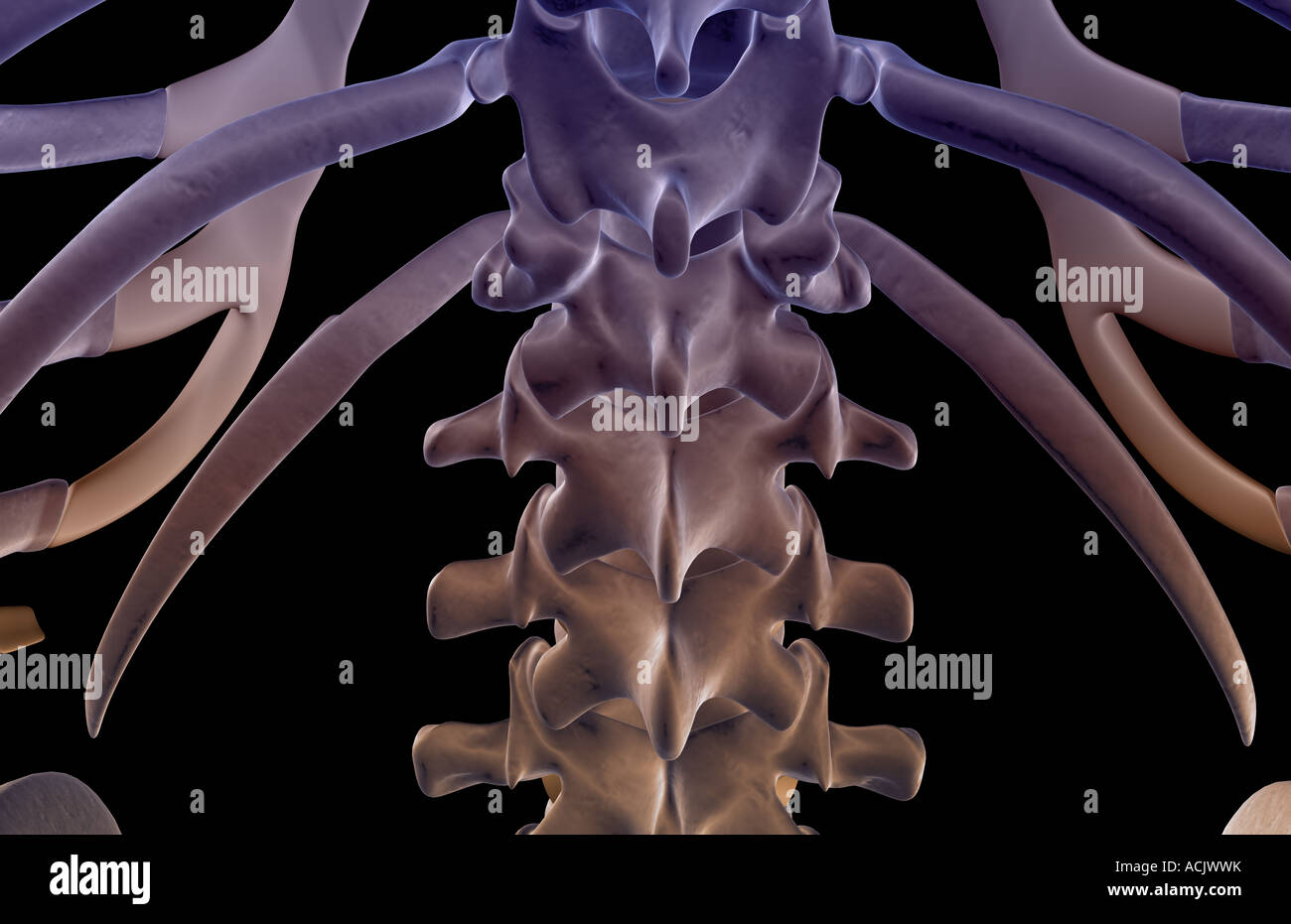 The bones of lumbar vertebrae Stock Photo - Alamy