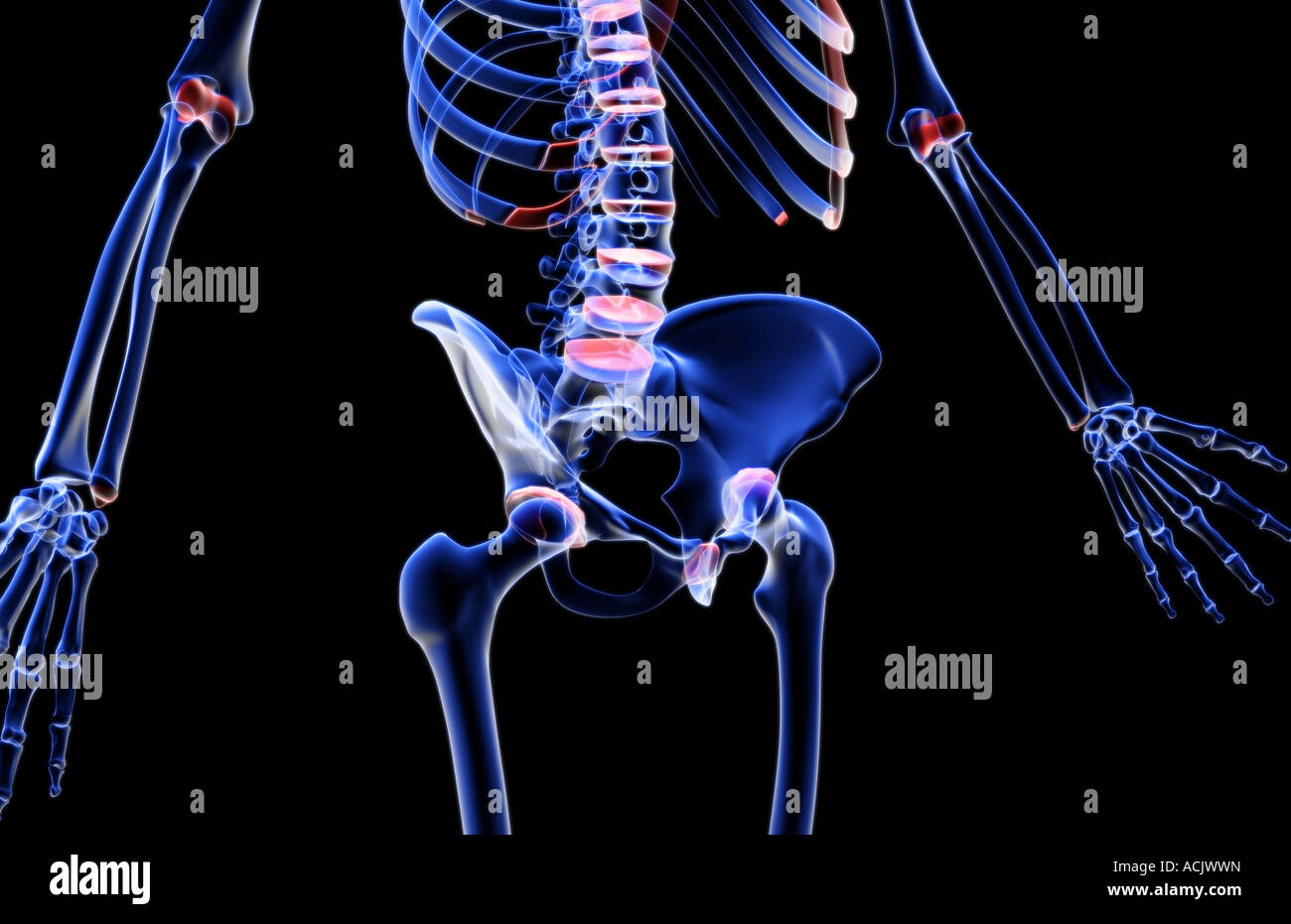 The bones of the lower body Stock Photo - Alamy