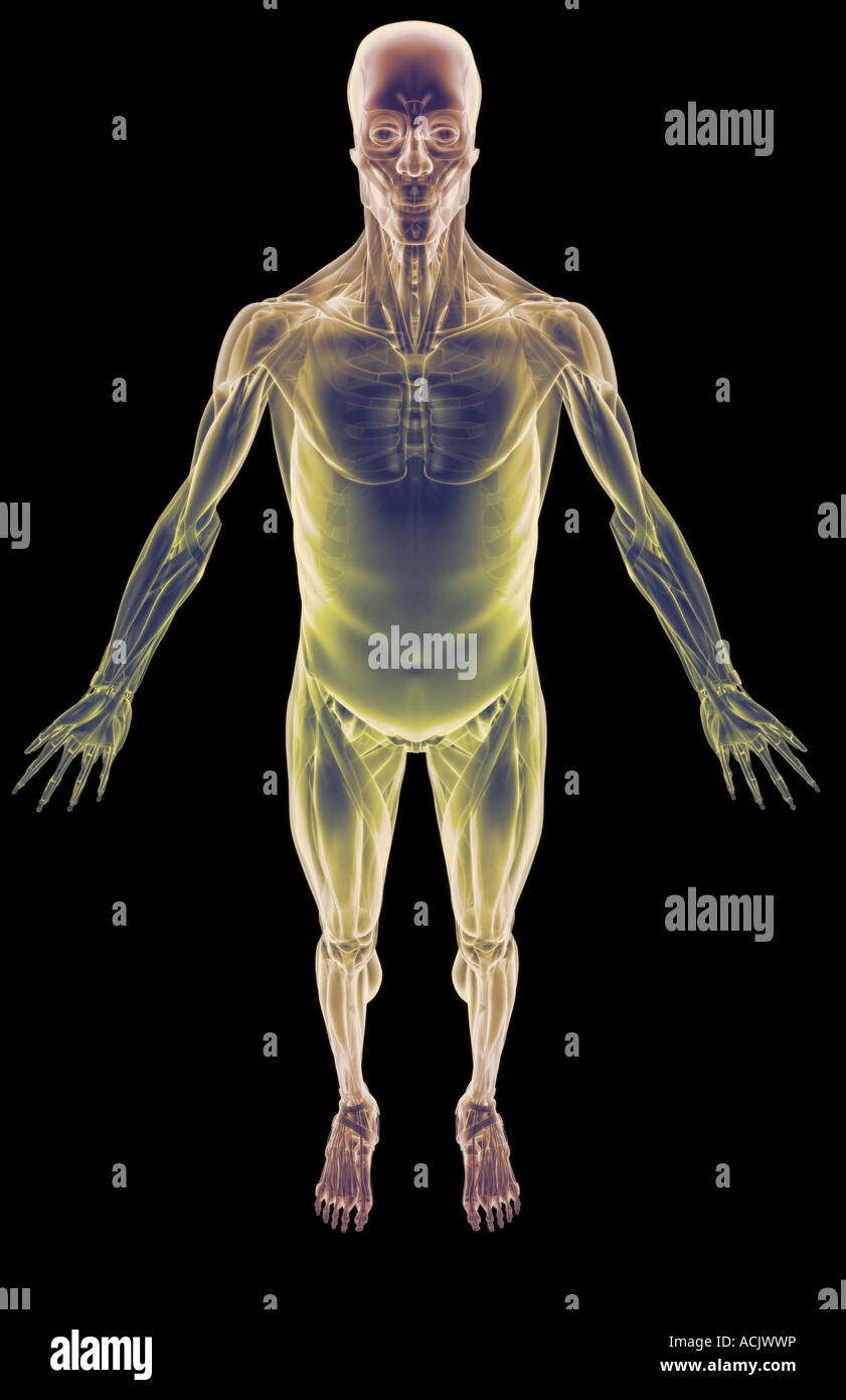 The muscular system Stock Photo - Alamy