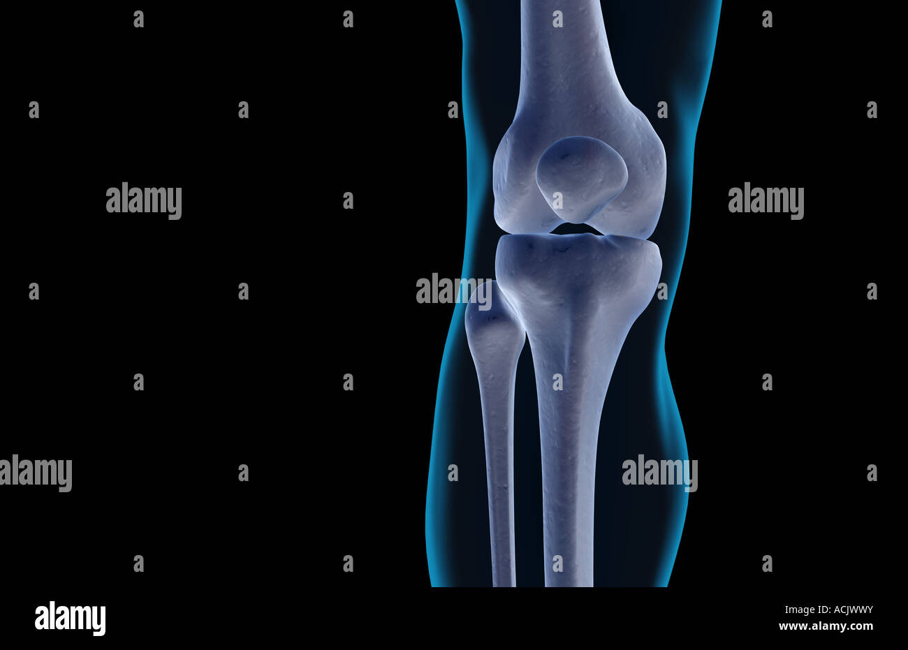 The bones of the knee Stock Photo - Alamy