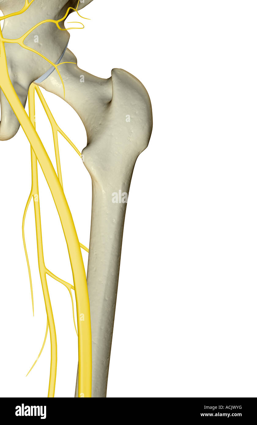 Nerves Hip High Resolution Stock Photography and Images - Alamy