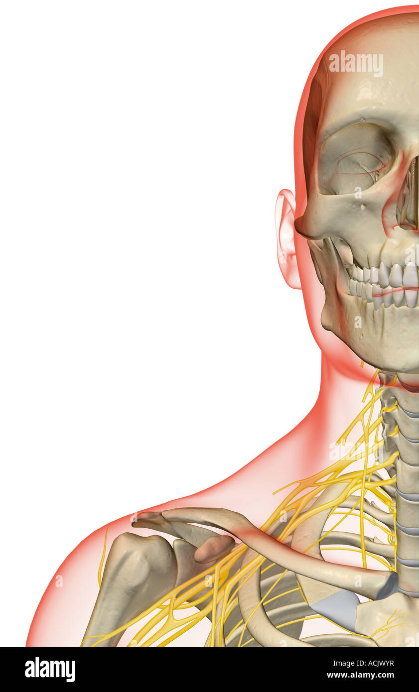 The nerves of the neck Stock Photo - Alamy