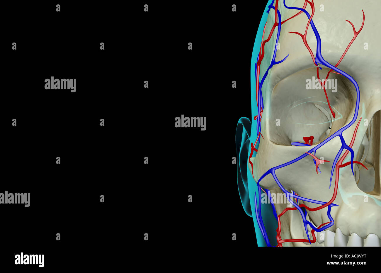 Blood supply of face hi-res stock photography and images - Alamy