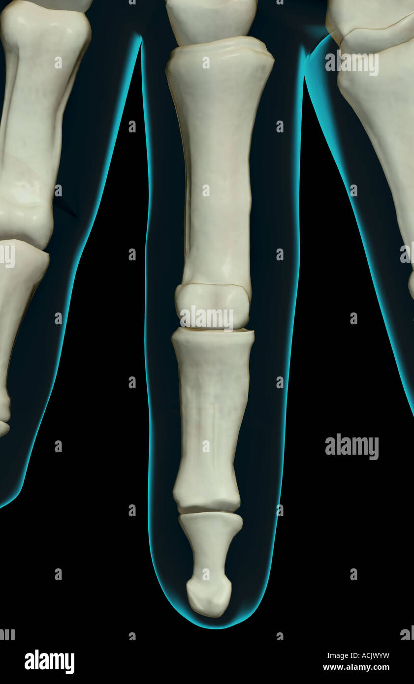 The bones of the fingers Stock Photo - Alamy
