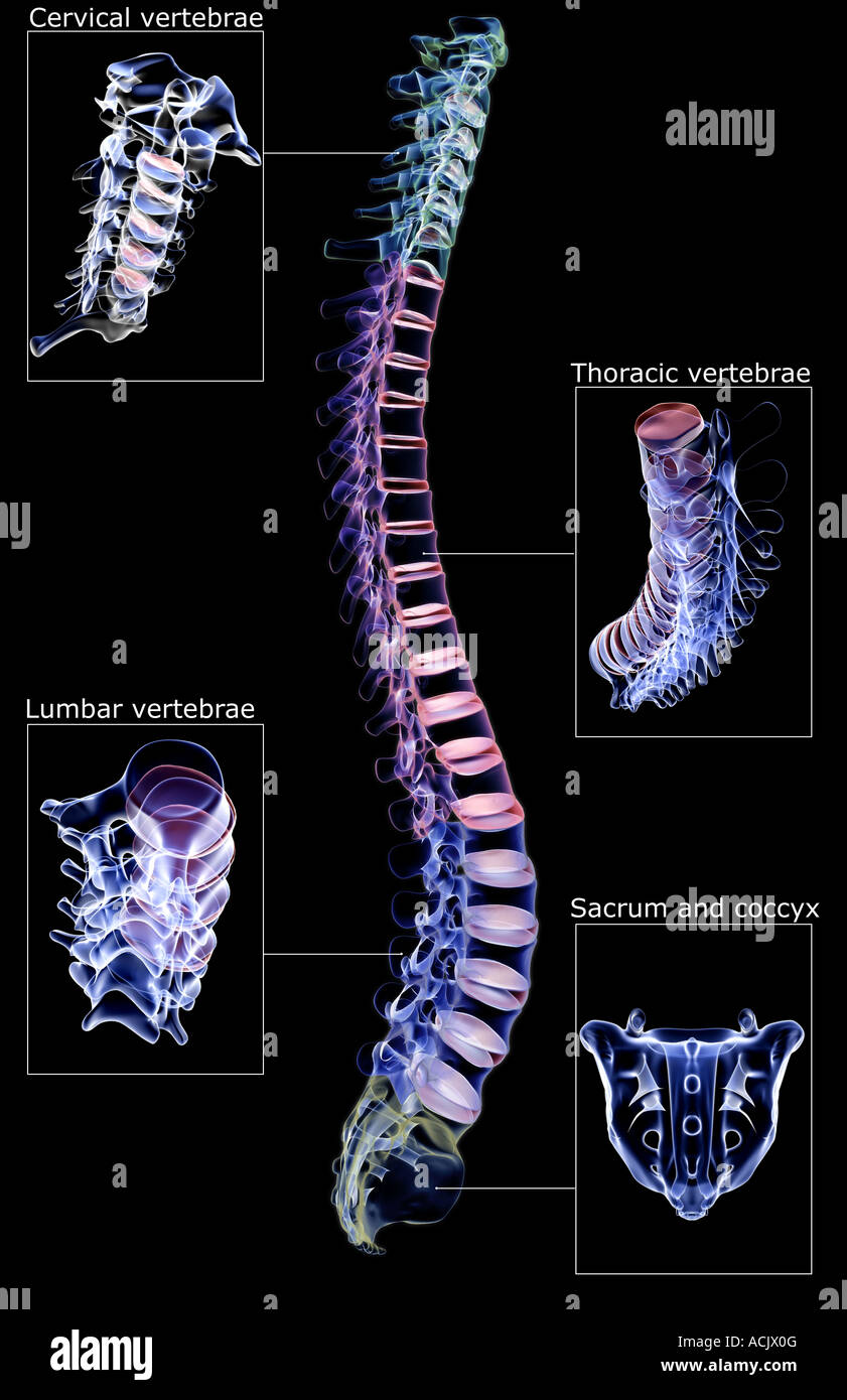 The vertebral column Stock Photo - Alamy