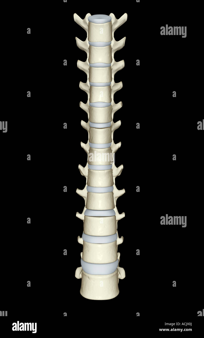The lumbar and thoracic vertebrae Stock Photo - Alamy