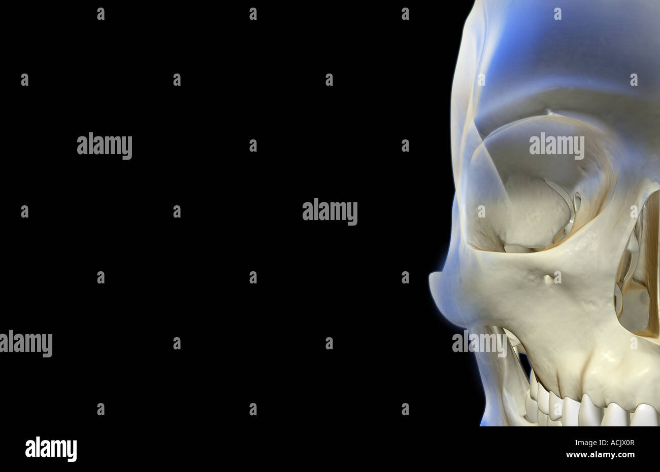 The bones of the face Stock Photo - Alamy