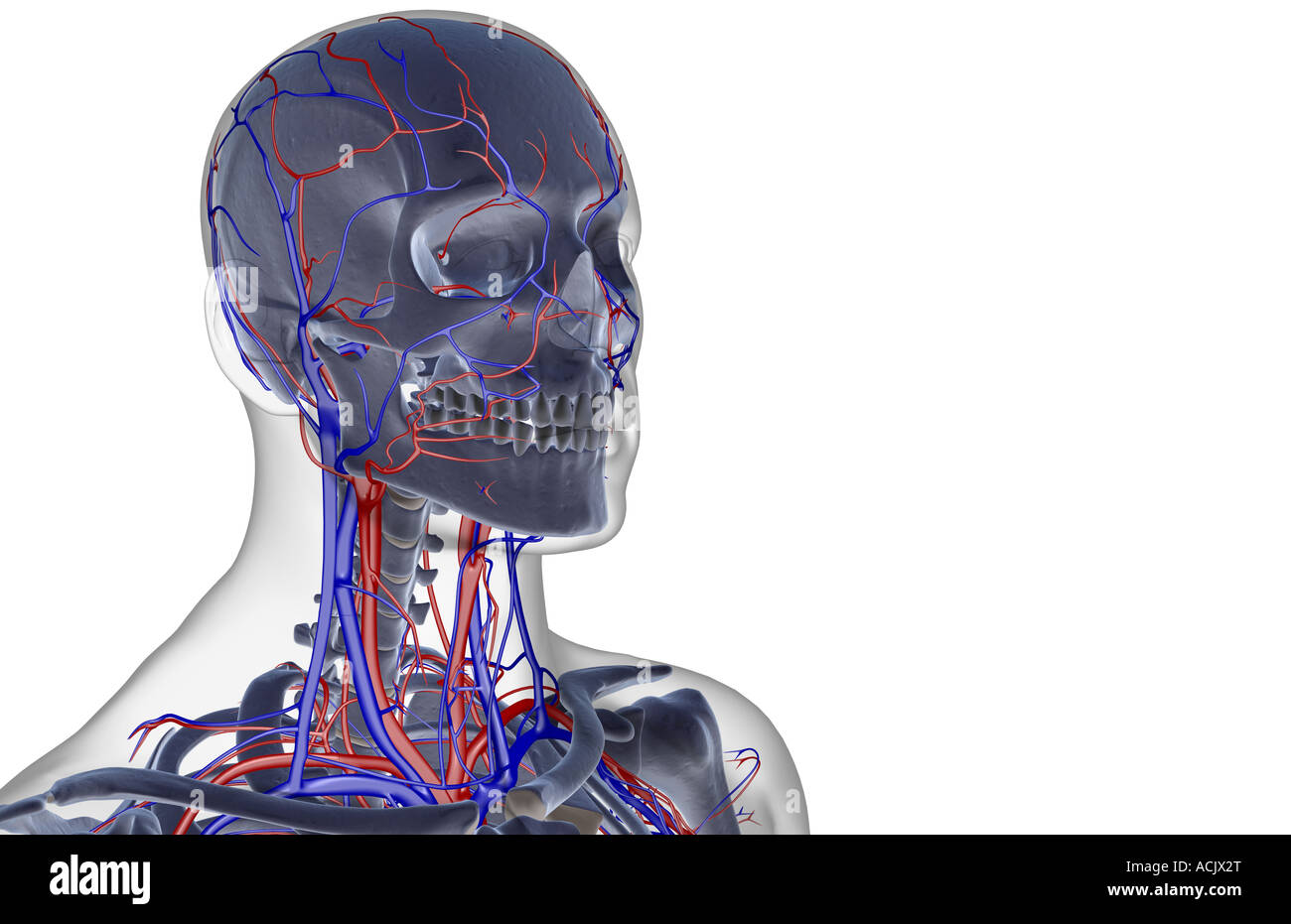The blood supply of the head and neck Stock Photo - Alamy