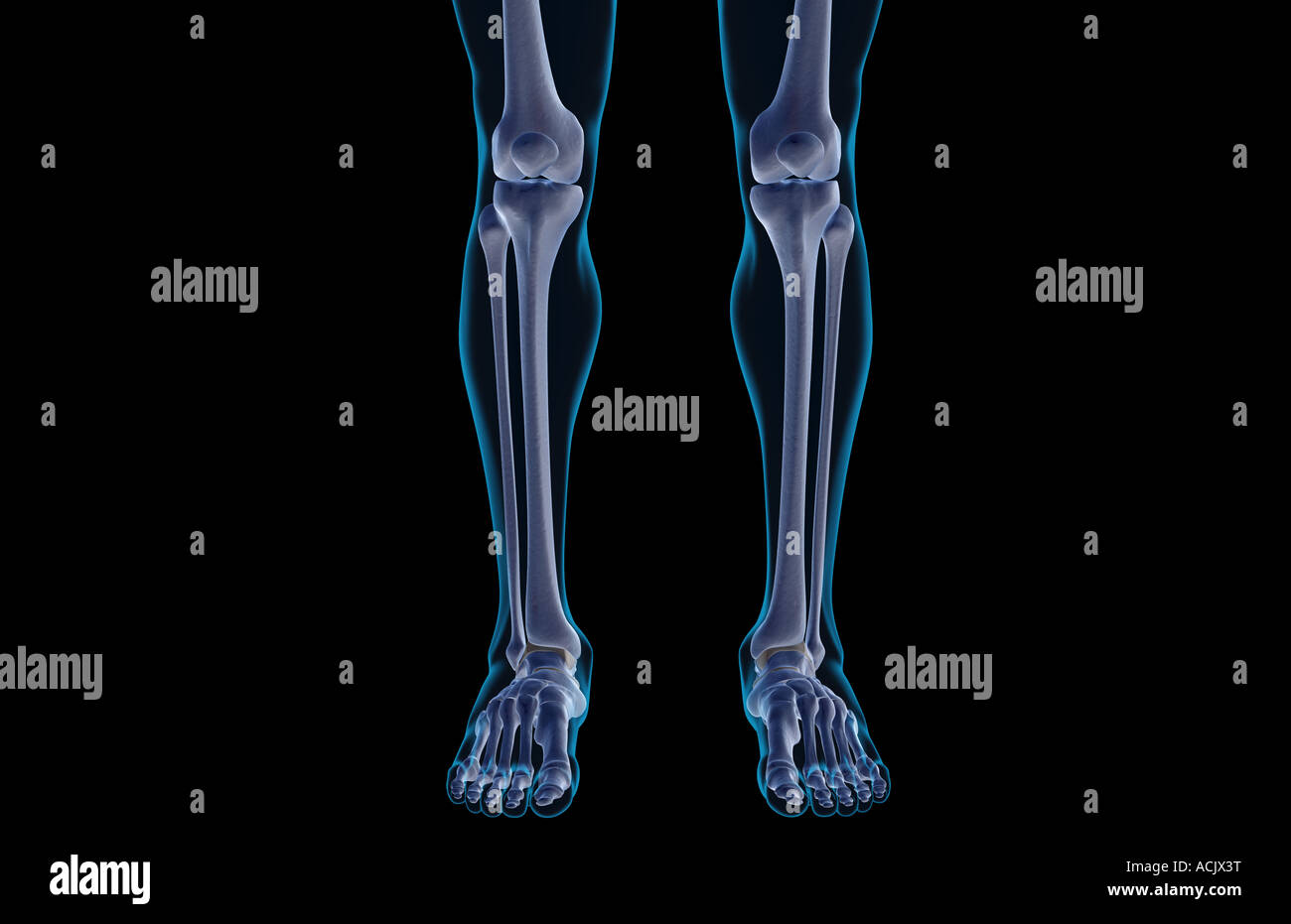 Leg bones hi-res stock photography and images - Alamy