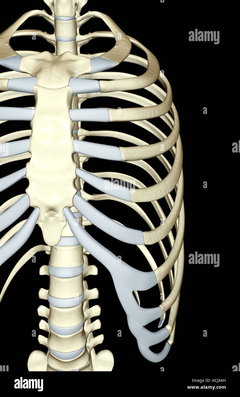 Xiphoid process hi-res stock photography and images - Alamy