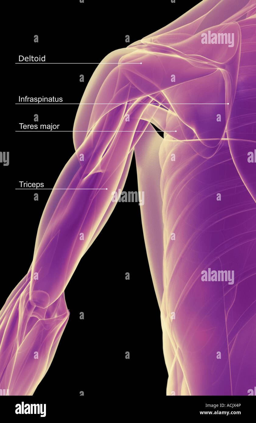 The muscles of the shoulder Stock Photo - Alamy