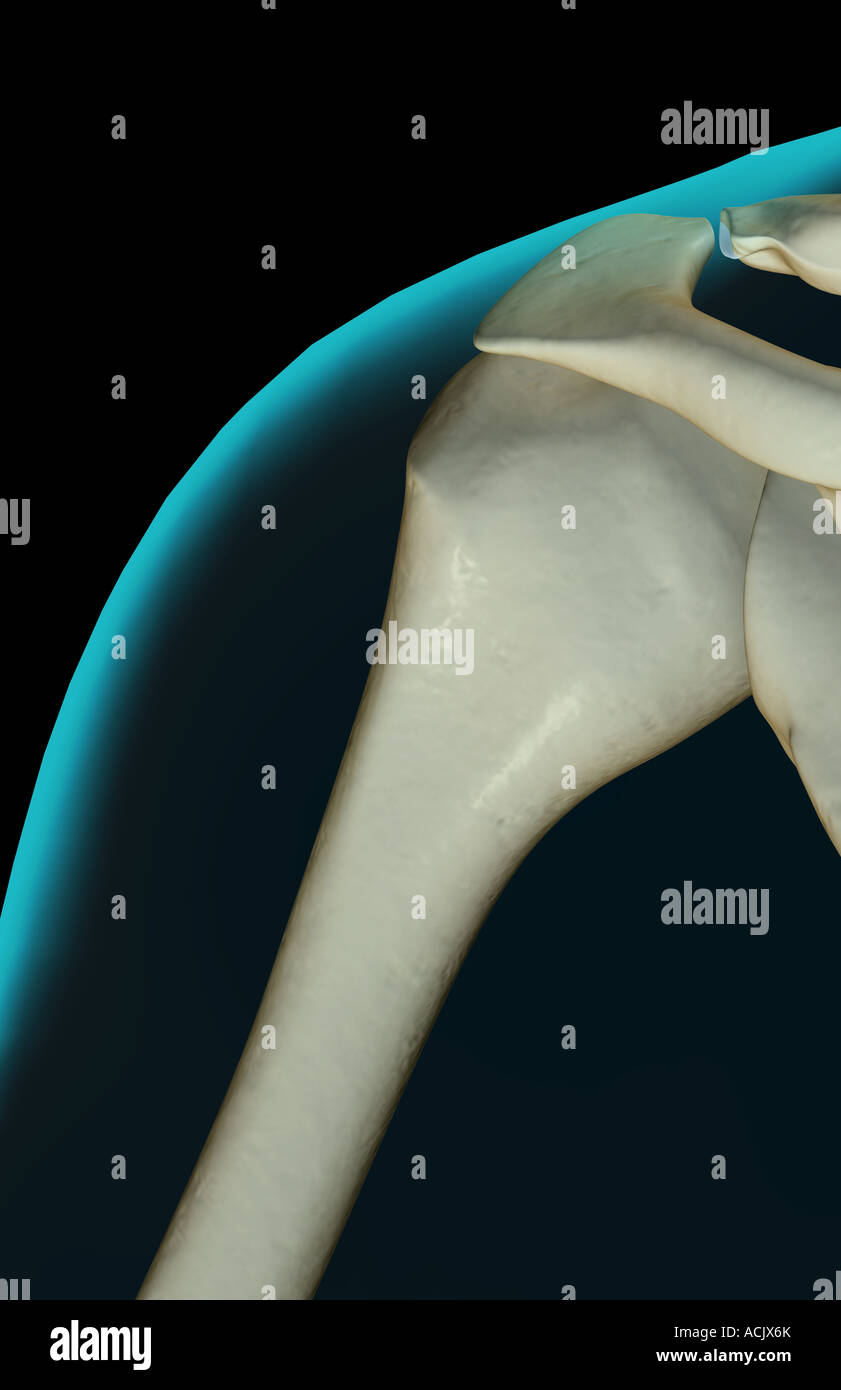 The bones of the shoulder Stock Photo - Alamy