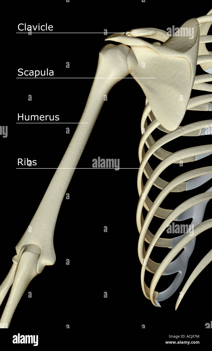The bones of the shoulder Stock Photo - Alamy