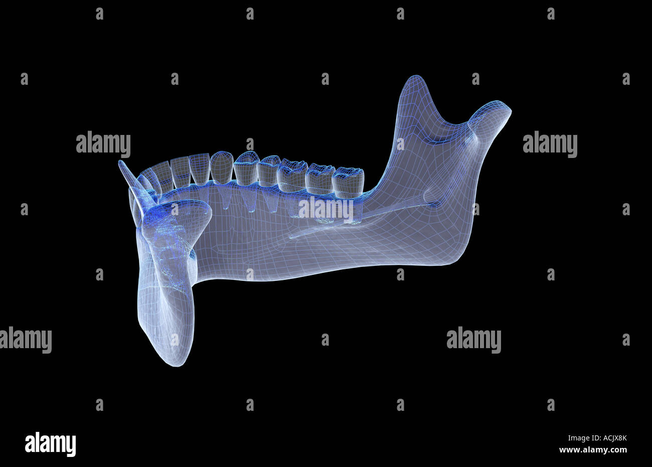 Mandibular notch hi-res stock photography and images - Alamy