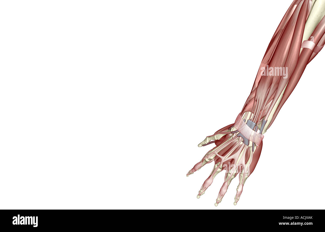 The muscles of the forearm Stock Photo - Alamy