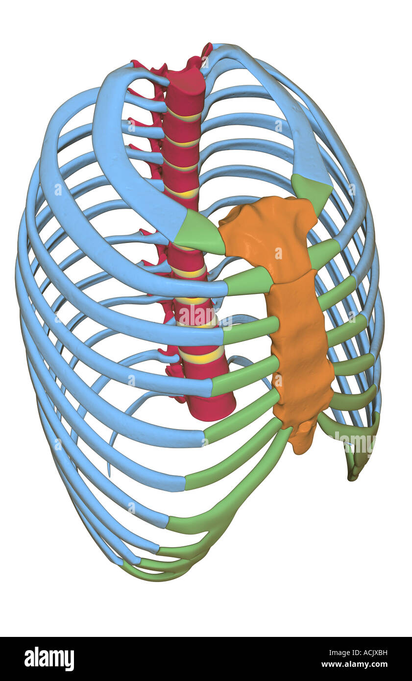 Xiphoid Process And Breathing Youtube