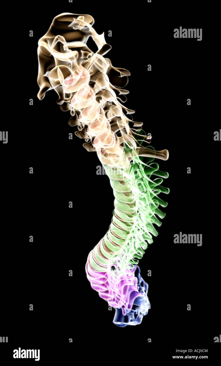 The vertebral column Stock Photo - Alamy