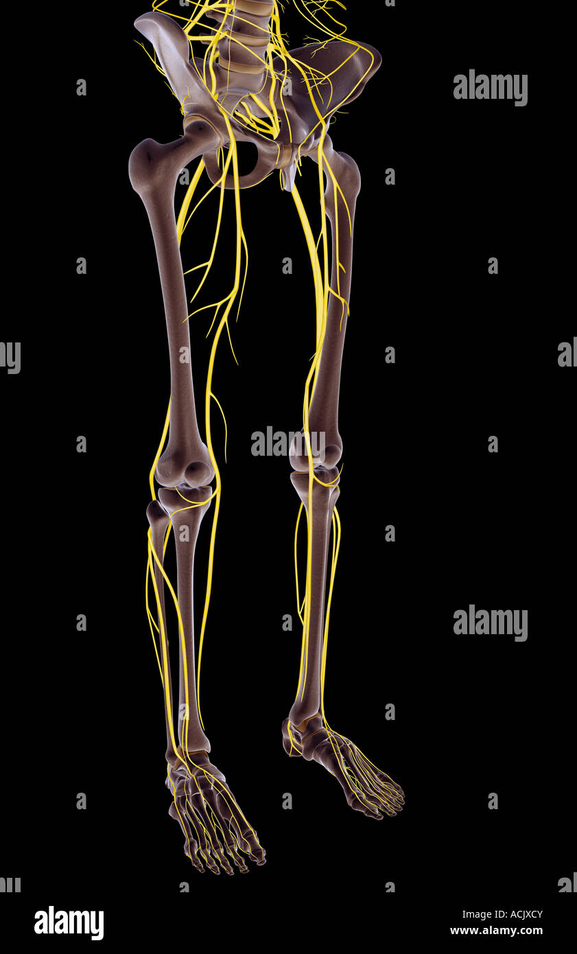 The nerves of the lower body Stock Photo - Alamy