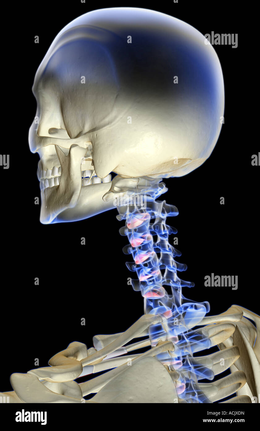The bones of the head and neck Stock Photo - Alamy