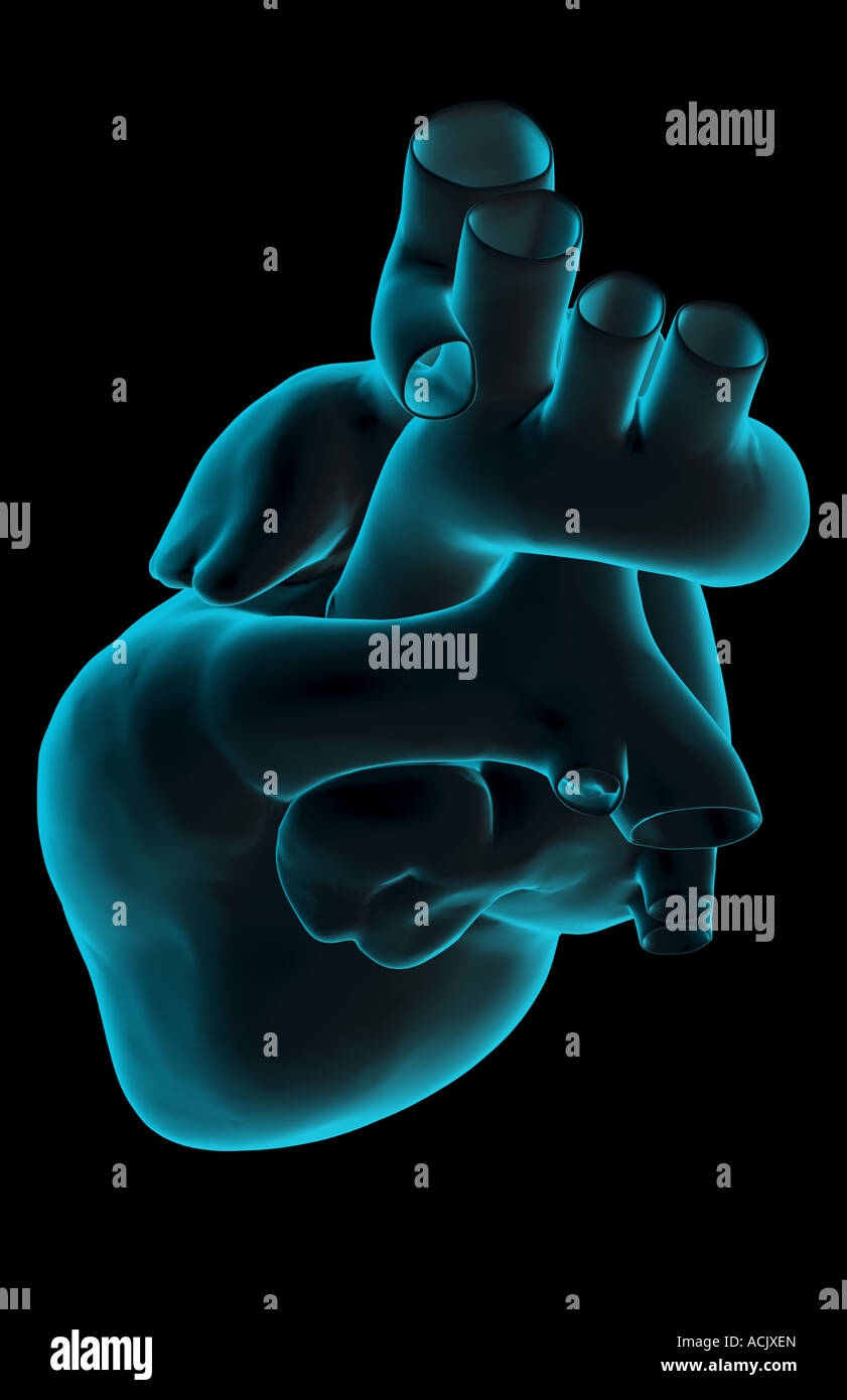 Human heart anatomy side view hi-res stock photography and images - Alamy