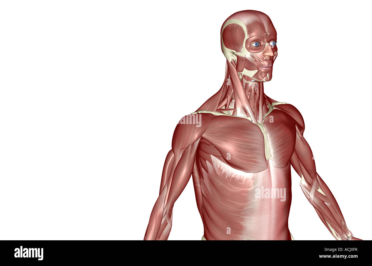 Serratus anterior muscles Cut Out Stock Images & Pictures - Alamy