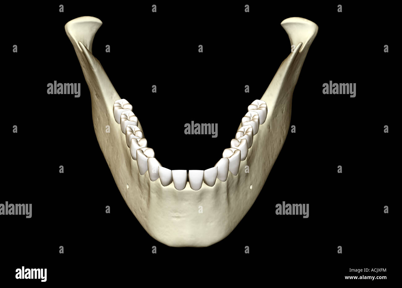 Jaw Bone High Resolution Stock Photography and Images - Alamy