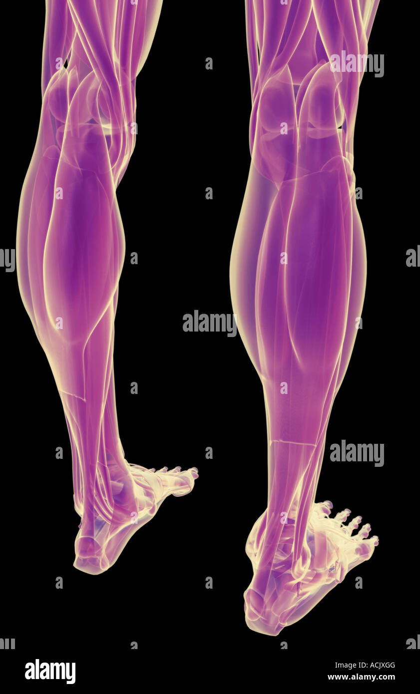 The muscles of the legs Stock Photo - Alamy