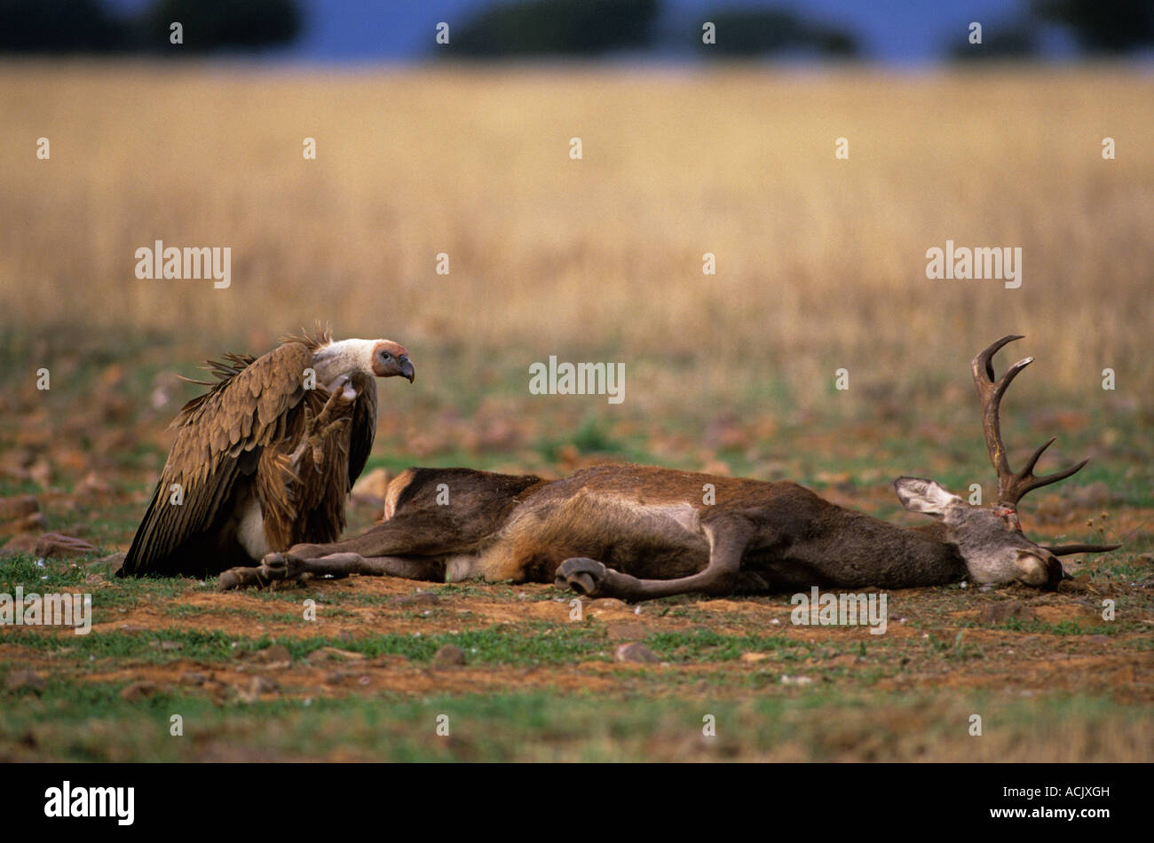 Feed on dead carrion hi-res stock photography and images - Alamy
