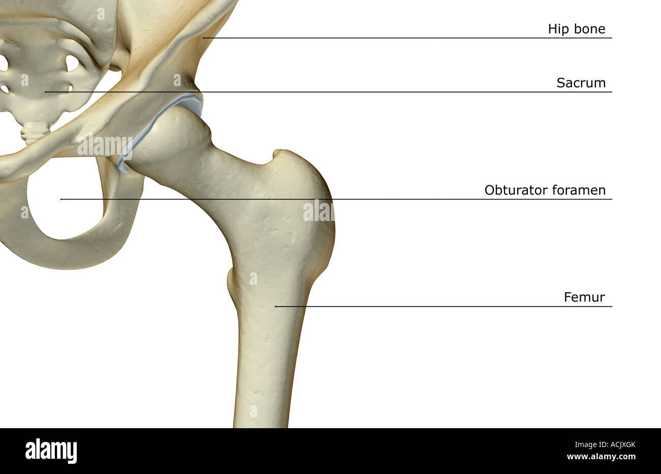 The bones of the hip Stock Photo - Alamy