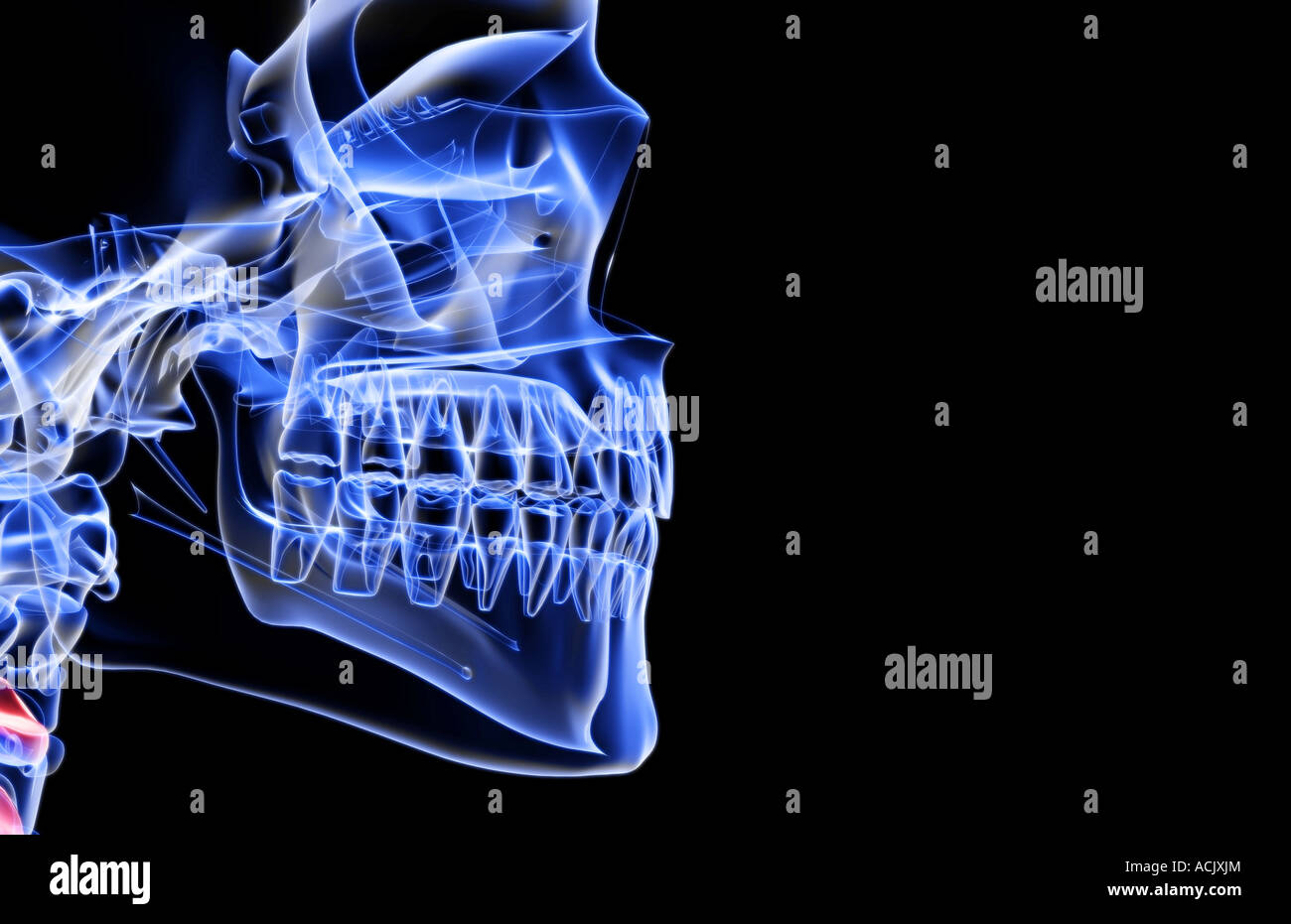 The bones of the jaw Stock Photo - Alamy