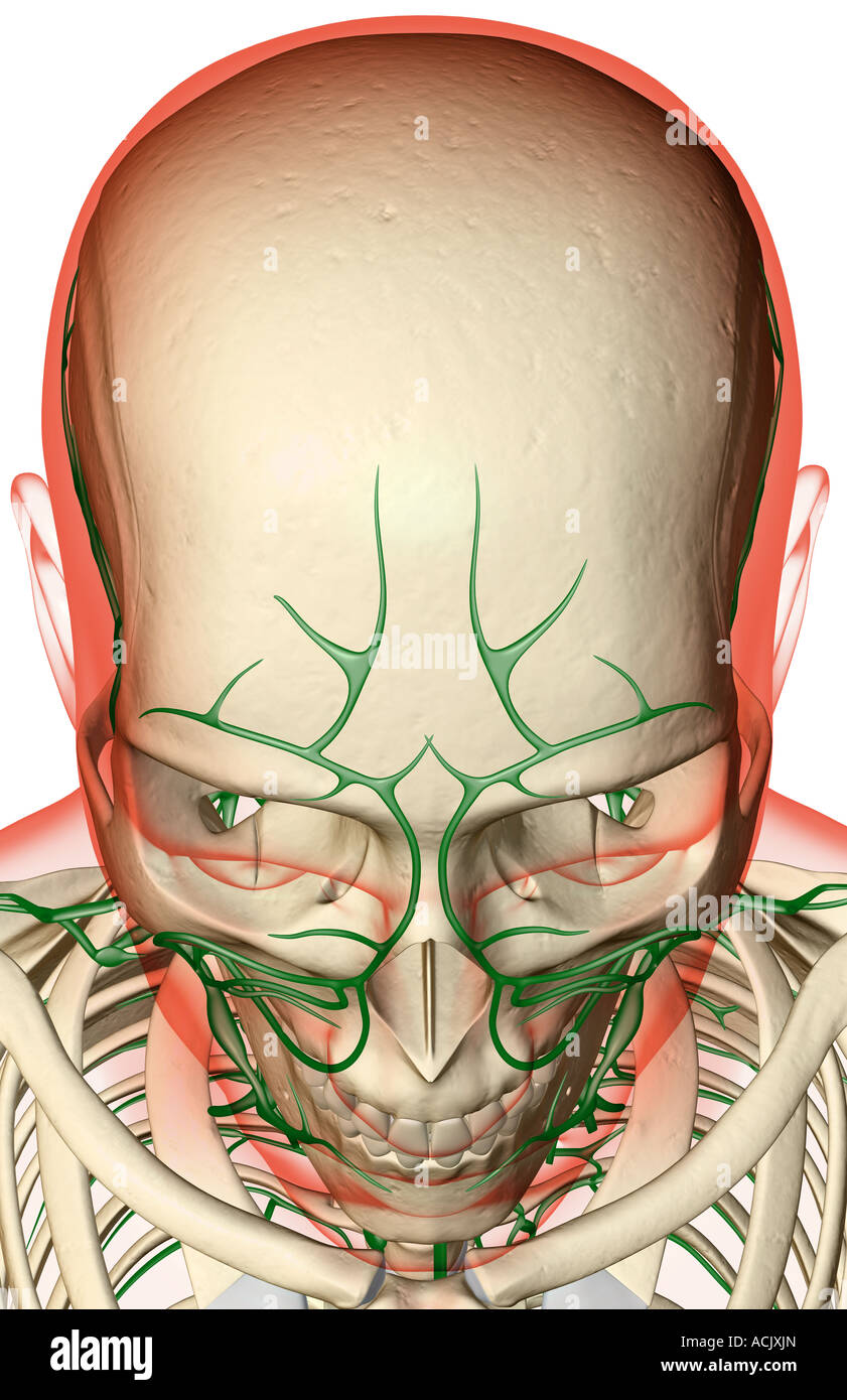 Lymph vessels face hi-res stock photography and images - Alamy