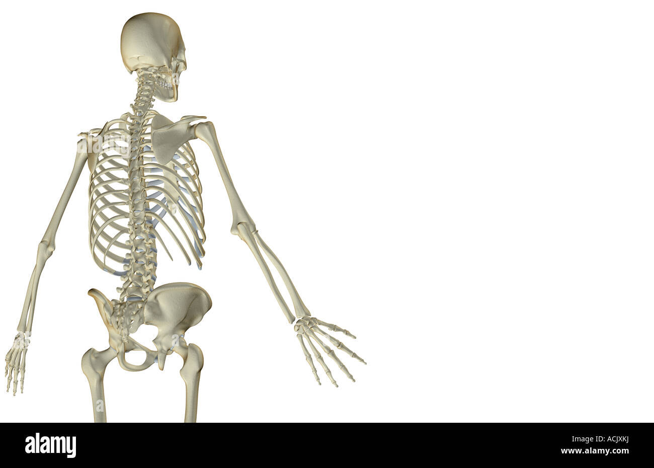 The bones of the upper body Stock Photo - Alamy