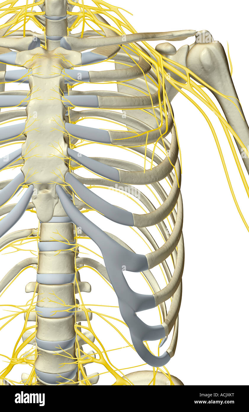 The nerves of the shoulder Stock Photo - Alamy
