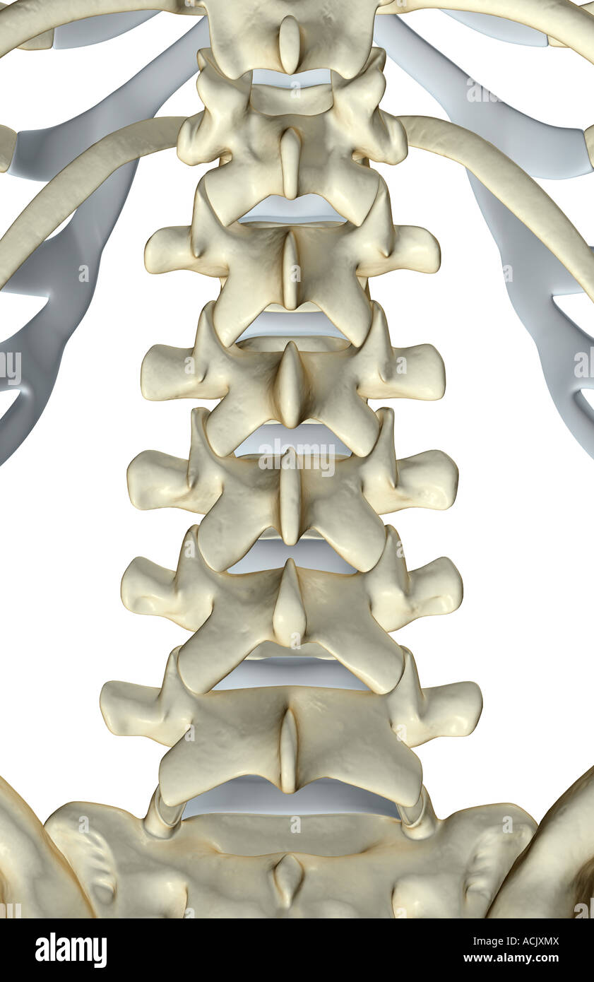 The bones of lumbar vertebrae Stock Photo - Alamy