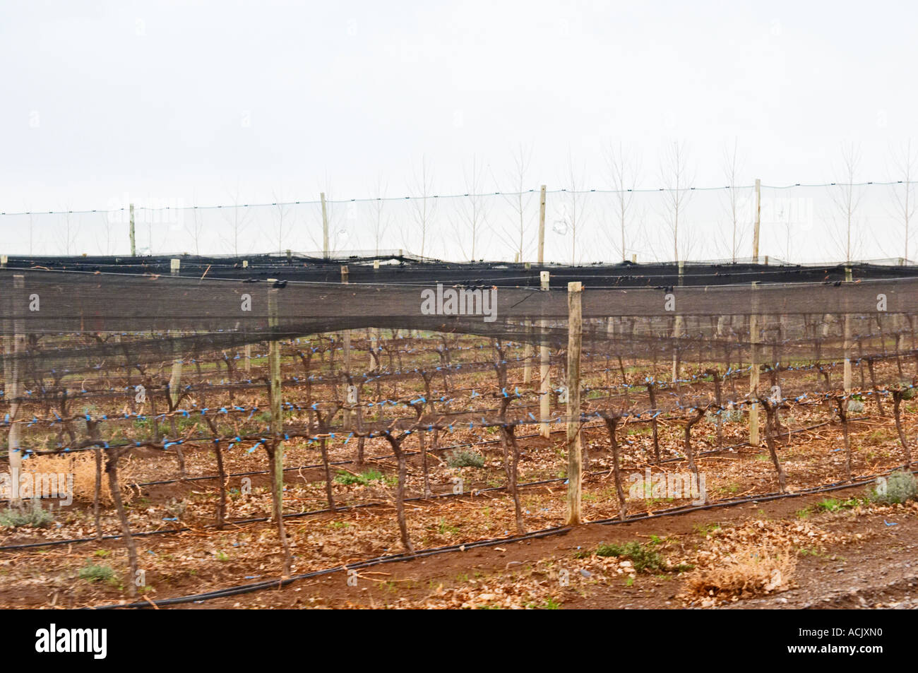 Vines trained in cordon Royat and net protection to shield from birds ...