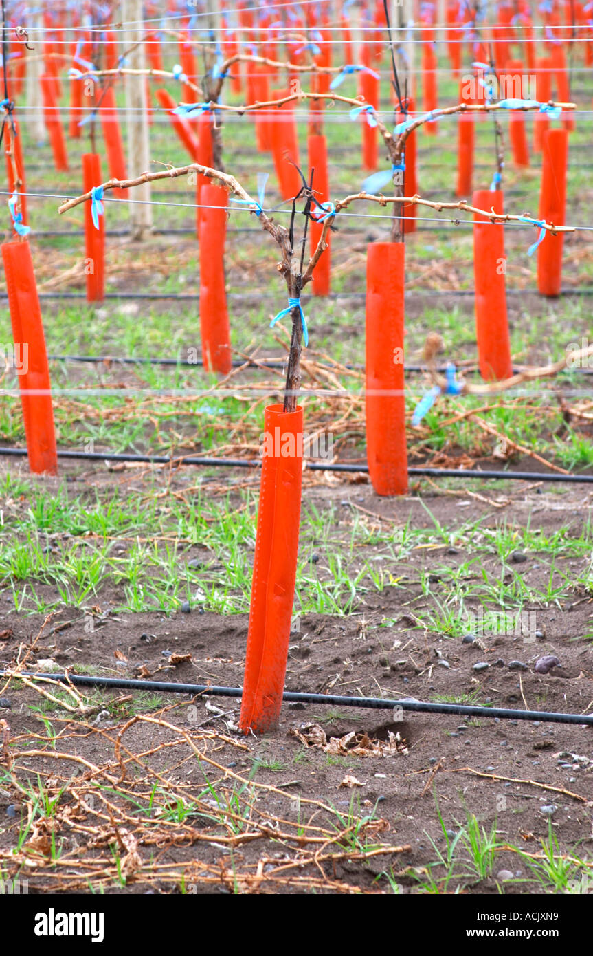 Cordon Royat High Resolution Stock Photography and Images - Alamy
