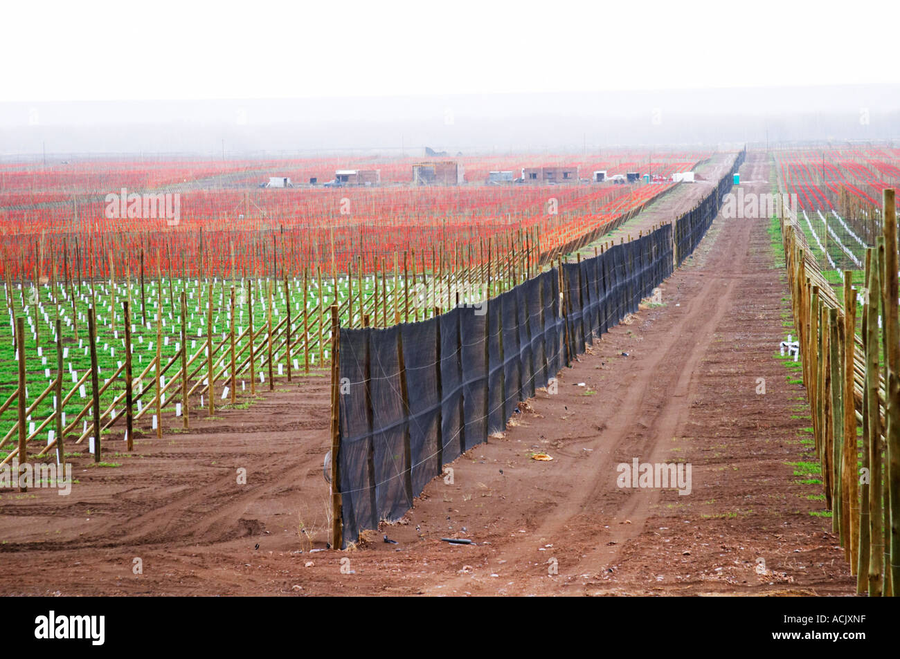 View over the vineyard rain mist in the distance, black wind breaker ...