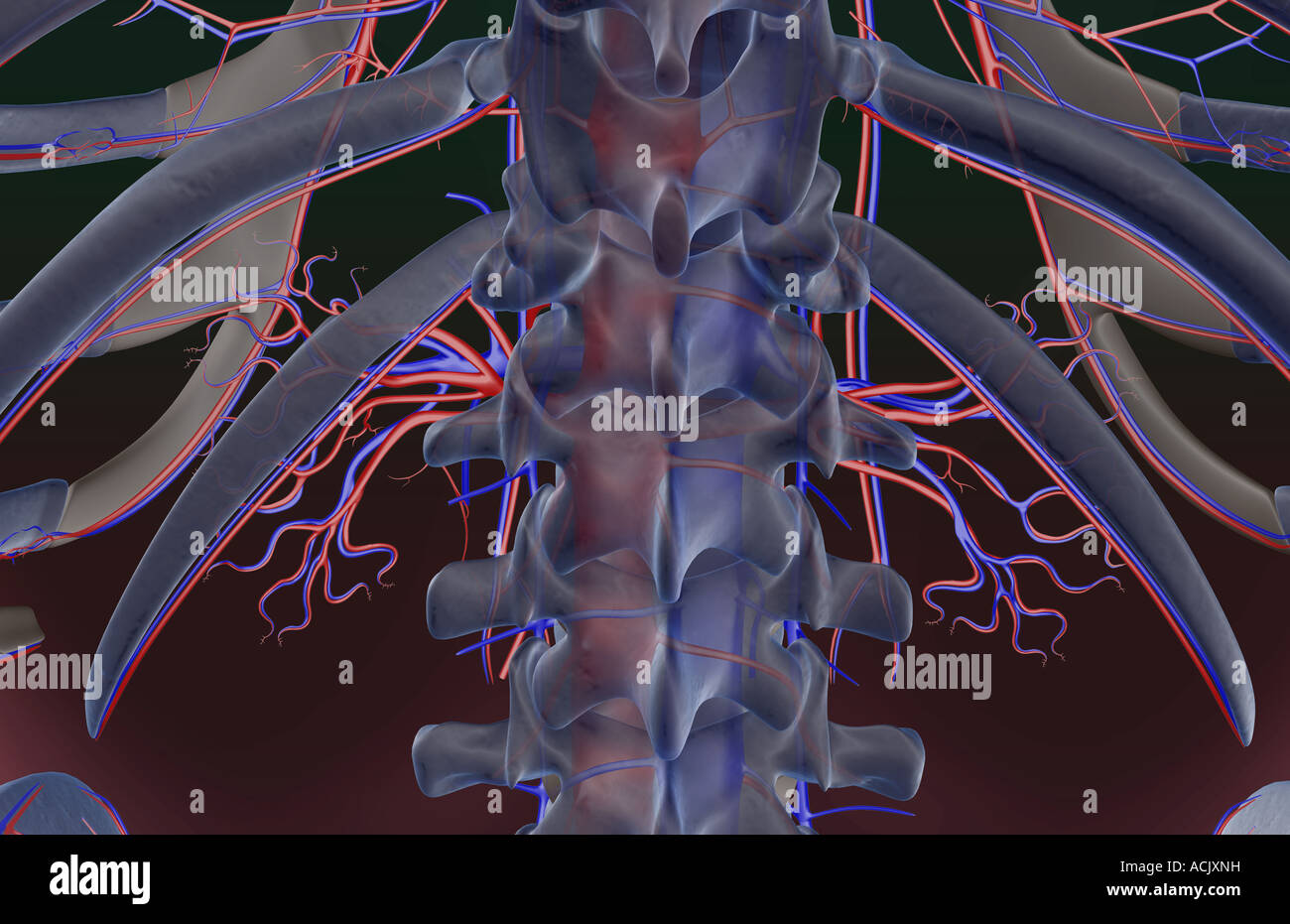 The blood vessels of the back Stock Photo - Alamy